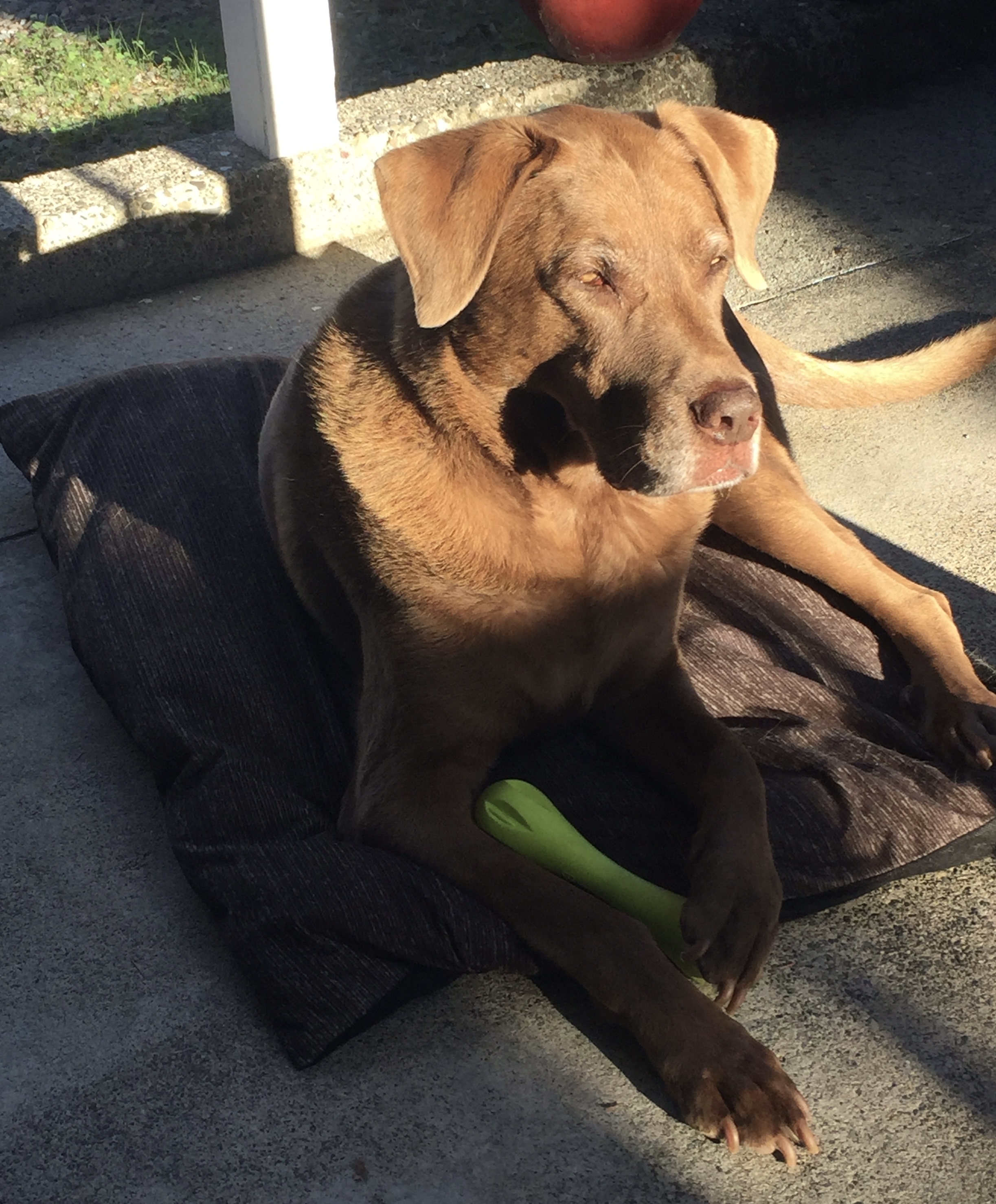 A Labrador writes a poem… – Baydreamer Writes ~ Lauren Scott, Author & Poet