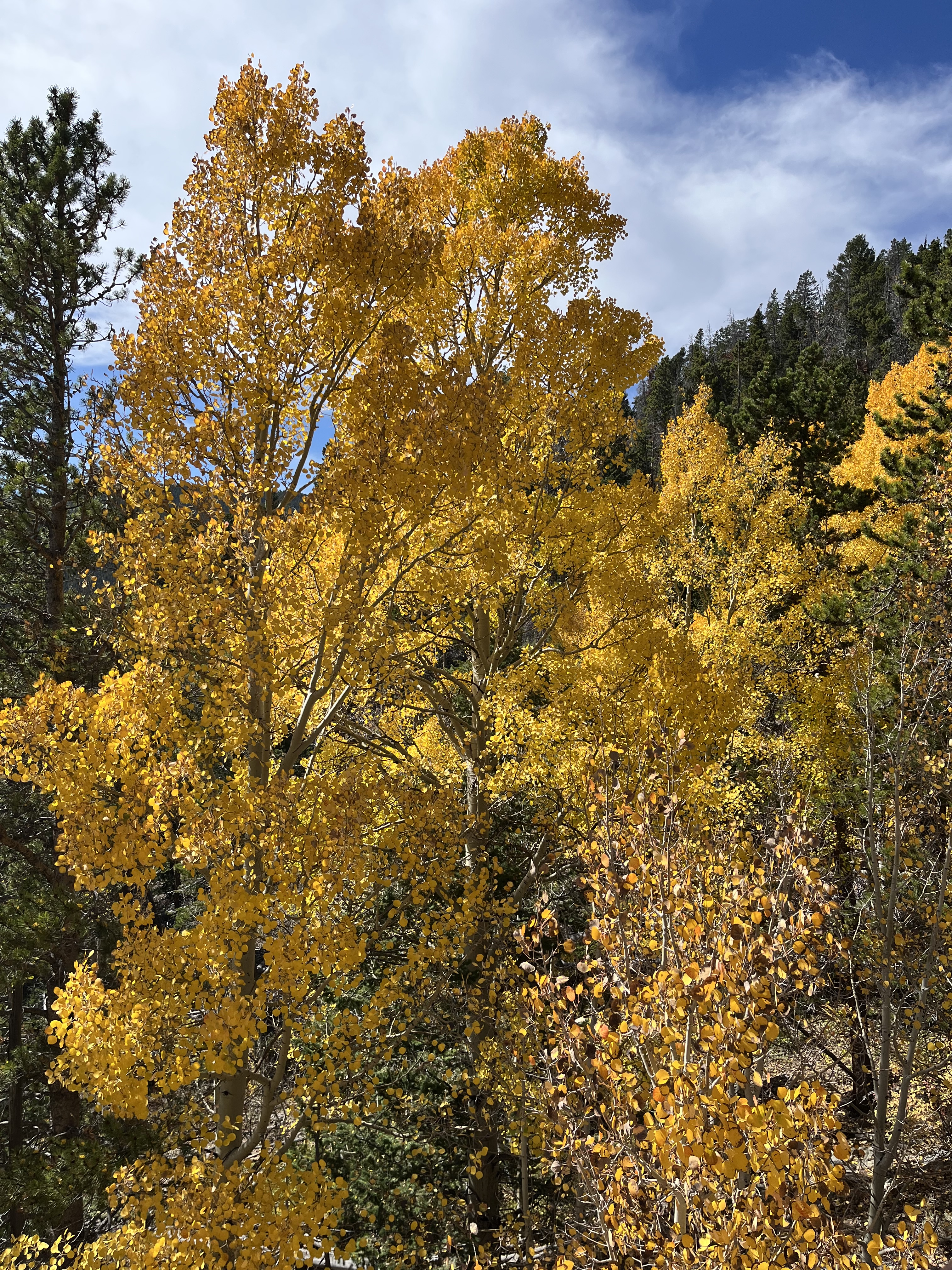 Spillwords Press publishes “Spider on a Hand” – Gobblers by Masticadores publishes “Almost Fall ...